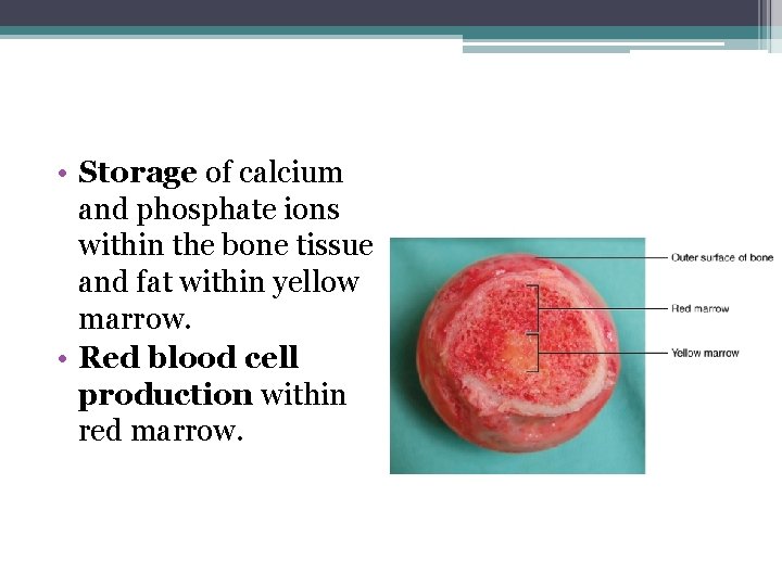 Skeletal System Functions of the Skeletal System Supports