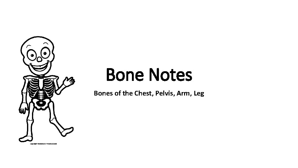 Bone Notes Bones of the Chest Pelvis Arm
