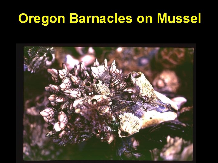 Coastal Habitats Chapter 12 Oregon Coast Field Trip