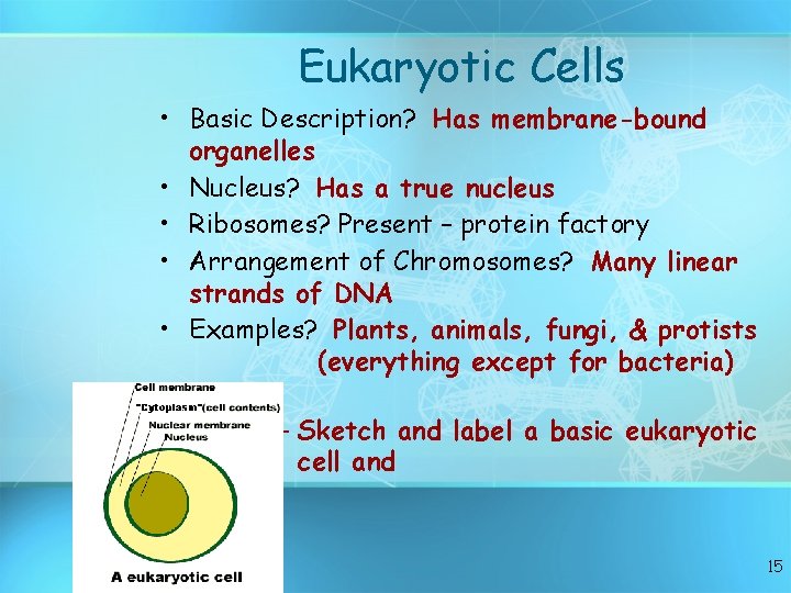 Basic Structure of a Cell 1 Warm Up