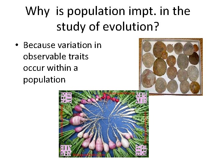 Review A population of birds contains 16 animals