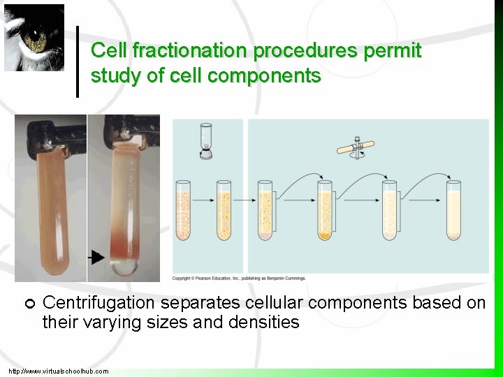 Cells are studied by a combination of methods