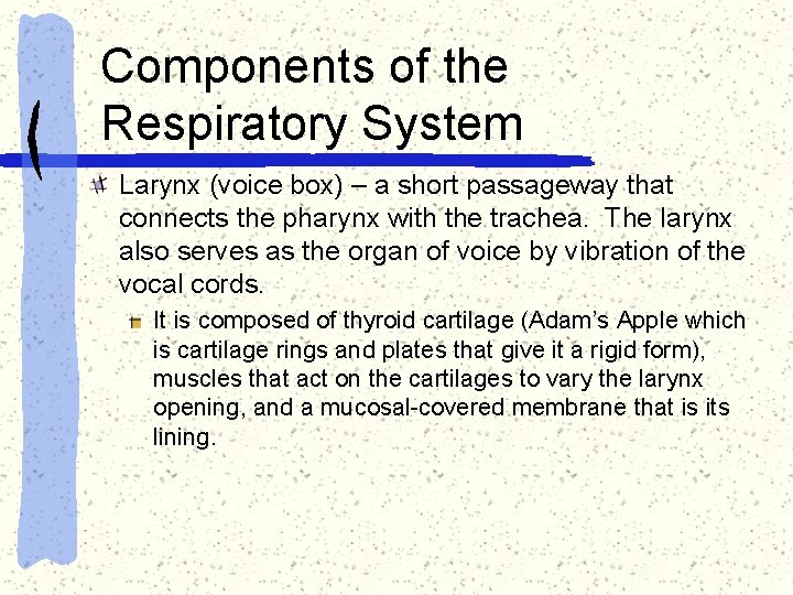 Anatomy Physiology Overview Respiratory System Functions of the