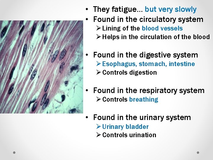 The Muscular System o Specialized tissues that enable