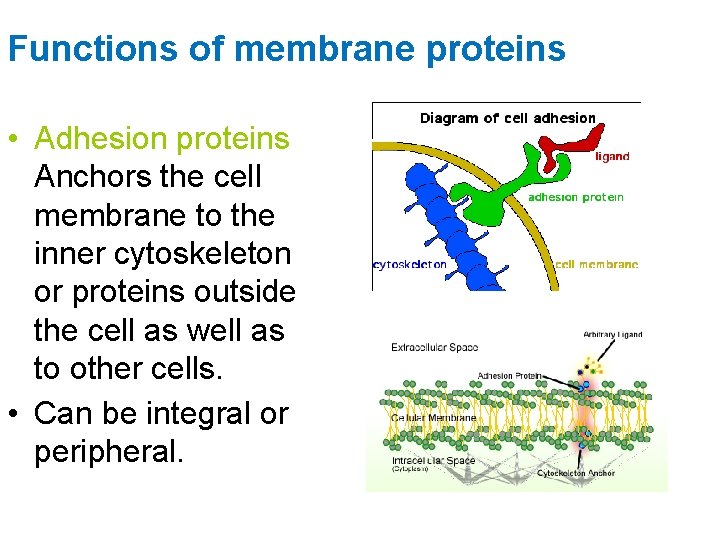 Cell Membrane Structure The Cell Membrane We want