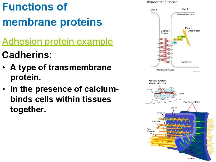 Cell Membrane Structure The Cell Membrane We want