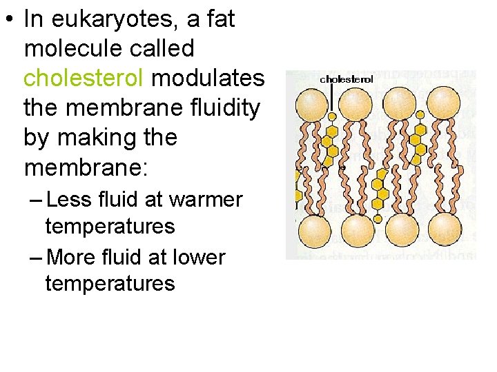 Cell Membrane Structure The Cell Membrane We want