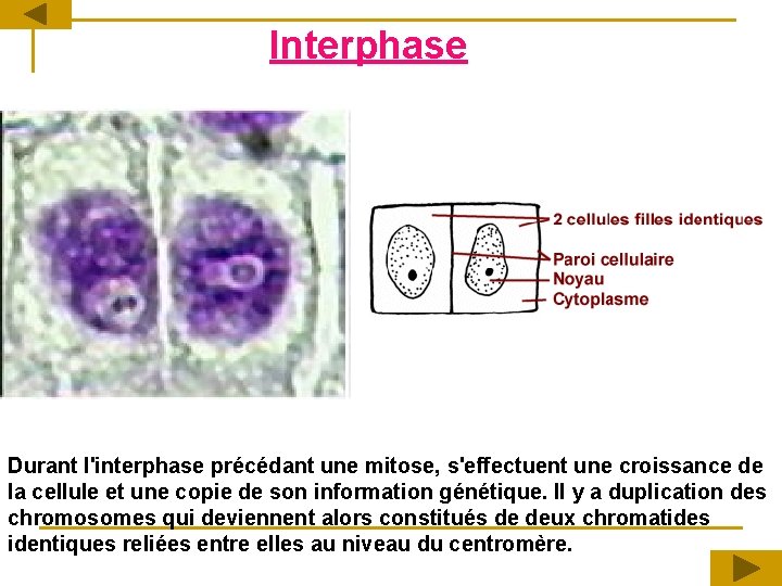La mitose division cellulaire Conception et ralisation Philippe