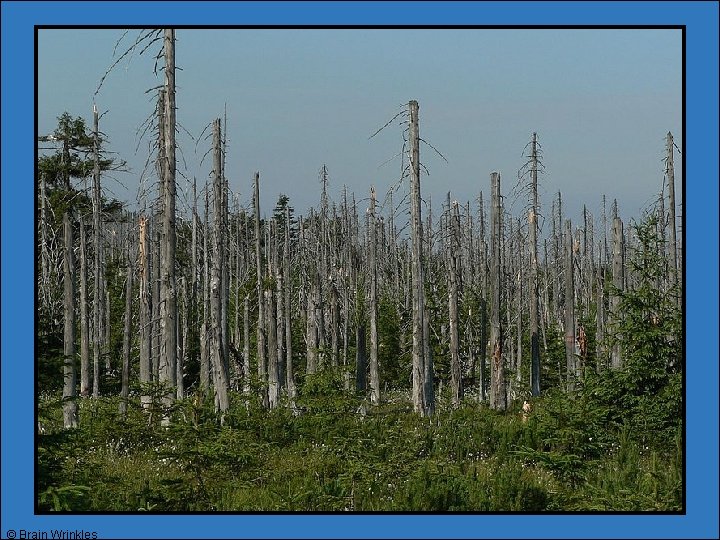 Canadas ENVIRONMENTAL ISSUES Presentation Graphic Organizers Activities ...