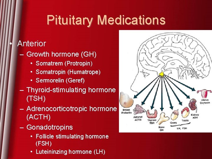 Endocrine Medications Pituitary Medications Anterior Growth hormone GH