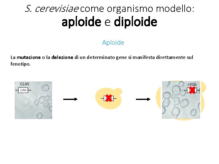 Il lievito Saccharomyces cerevisiae come modello biologico Francesca