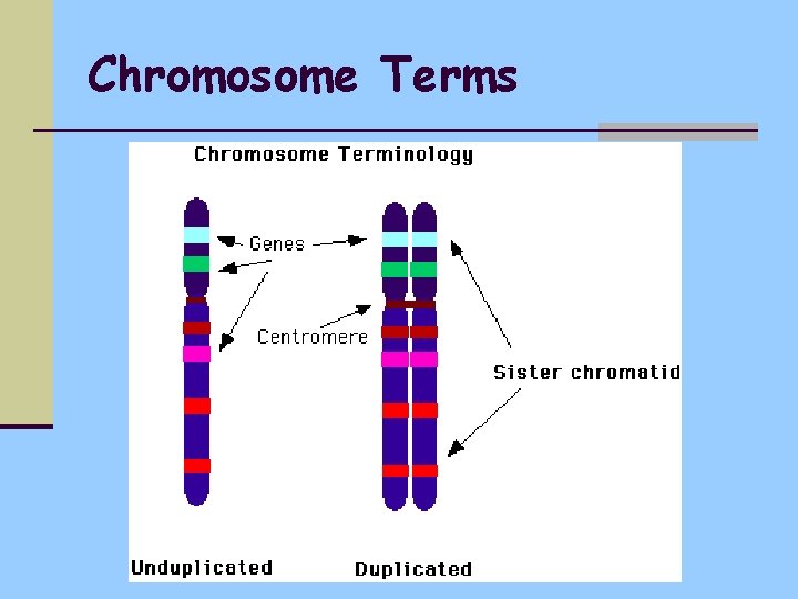 Cell Division Mitosis and Meiosis Terminology n At