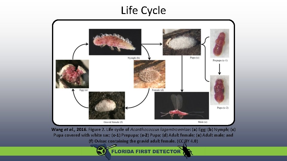 Crapemyrtle Bark Scale Acanthococcus Eriococcus lagerstroemiae Jim Robbins