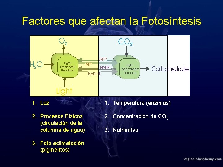 Curvas FotosntesisIrradiancia PE Factores que afectan la Fotosntesis
