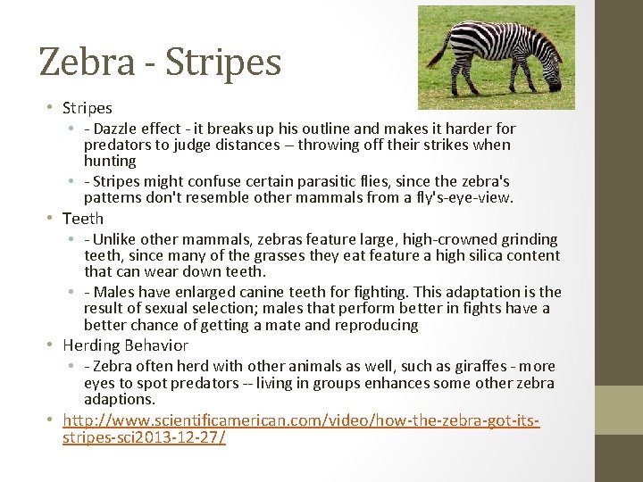 Adaptations in Organisms Why did the zebra get