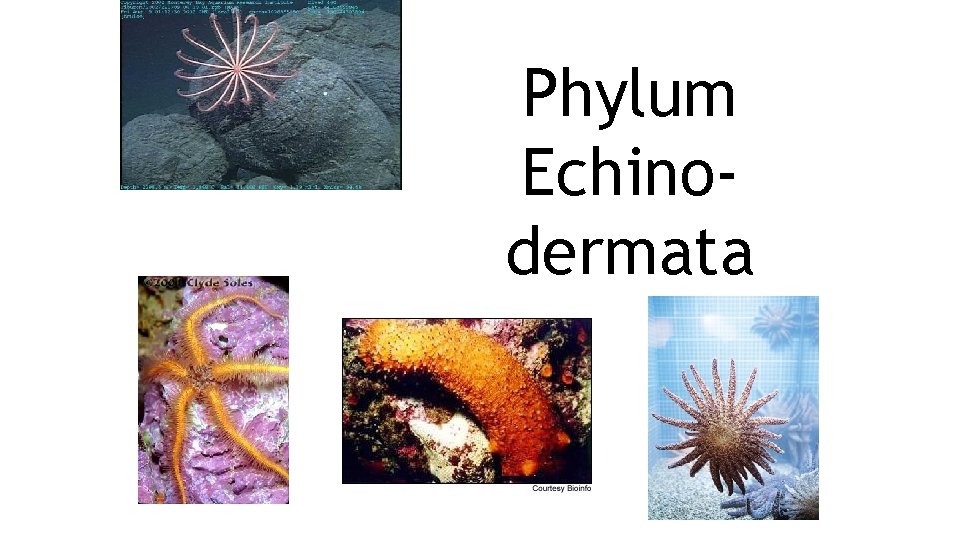 Journal What Phylum do all of these organisms