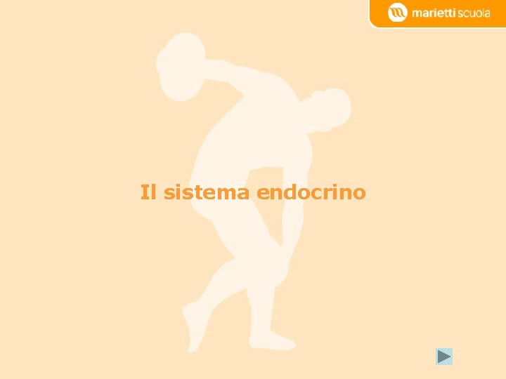 Il sistema endocrino Le funzioni del sistema endocrino