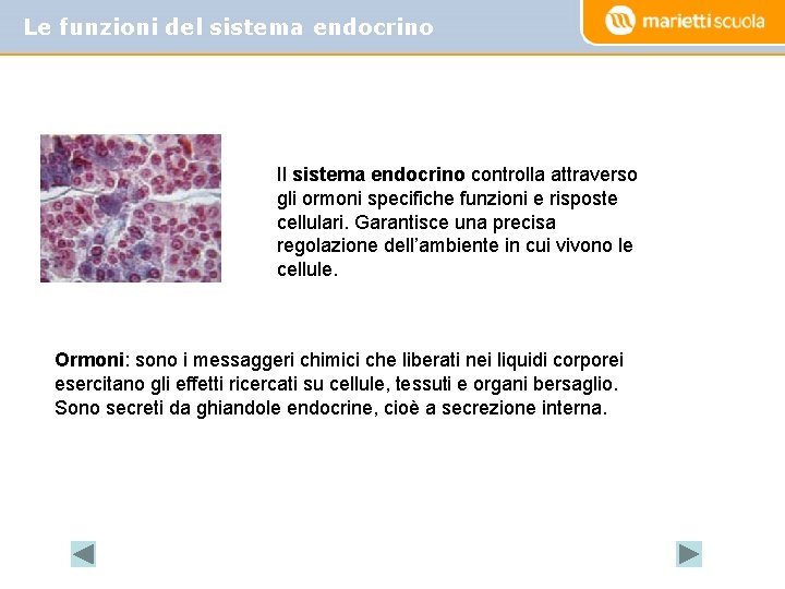 Il sistema endocrino Le funzioni del sistema endocrino