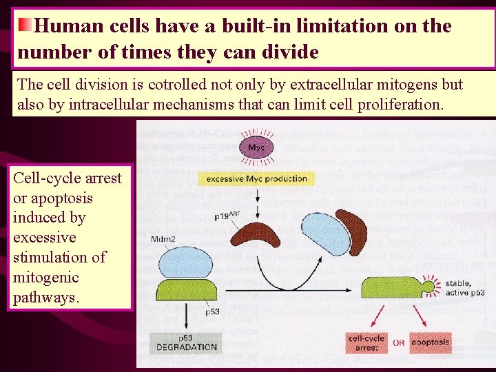 Chapter 13 Cell apoptosis 1 Extracellular cotrol of