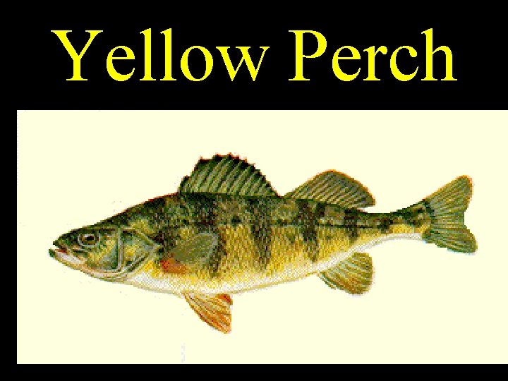 Wisconsin Game Fish Identification Fish External Anatomy Bluegill