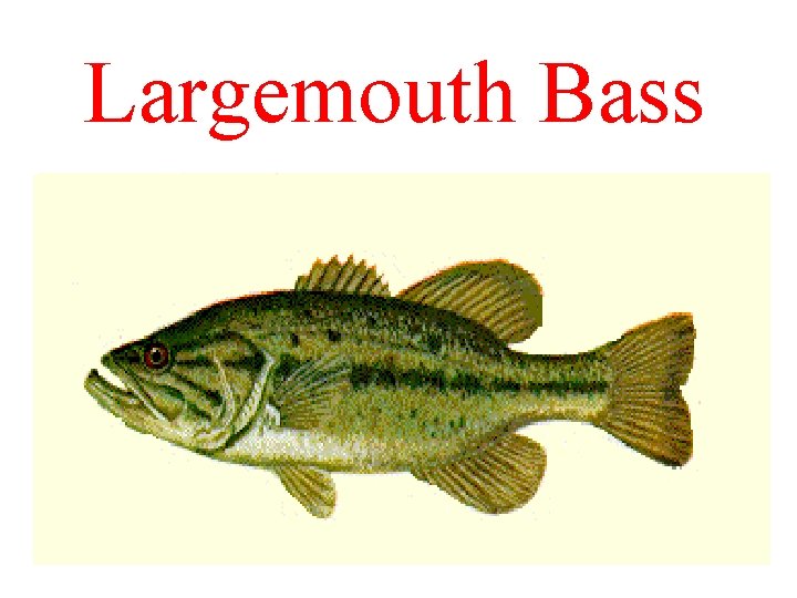 Wisconsin Game Fish Identification Fish External Anatomy Bluegill