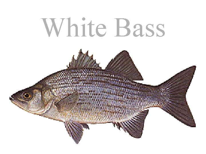 Wisconsin Game Fish Identification Fish External Anatomy Bluegill