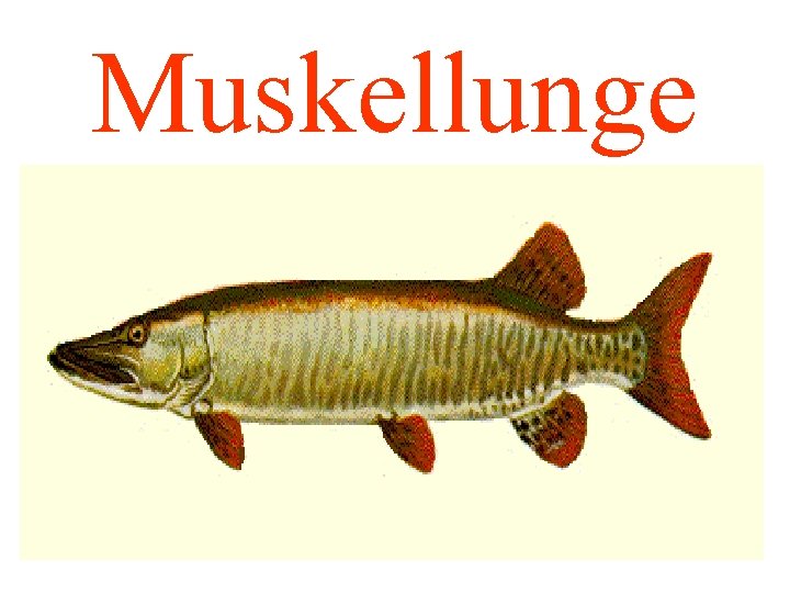 Wisconsin Game Fish Identification Fish External Anatomy Bluegill