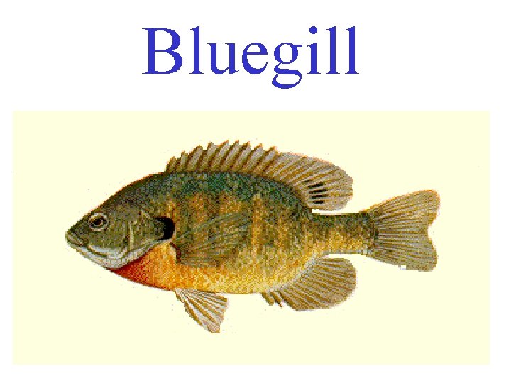 Wisconsin Game Fish Identification Fish External Anatomy Bluegill