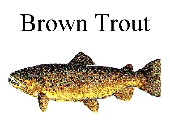 Wisconsin Game Fish Identification Fish External Anatomy Bluegill