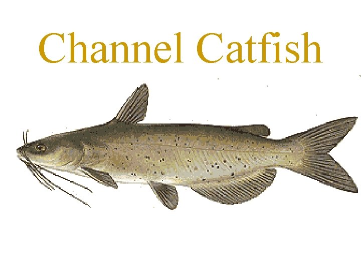 Wisconsin Game Fish Identification Fish External Anatomy Bluegill