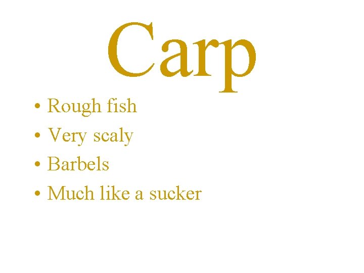 Wisconsin Game Fish Identification Fish External Anatomy Bluegill