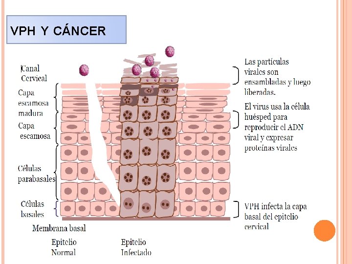 VIRUS PAPILOMA HUMANO VPH CLASIFICACIN Segn el tejido
