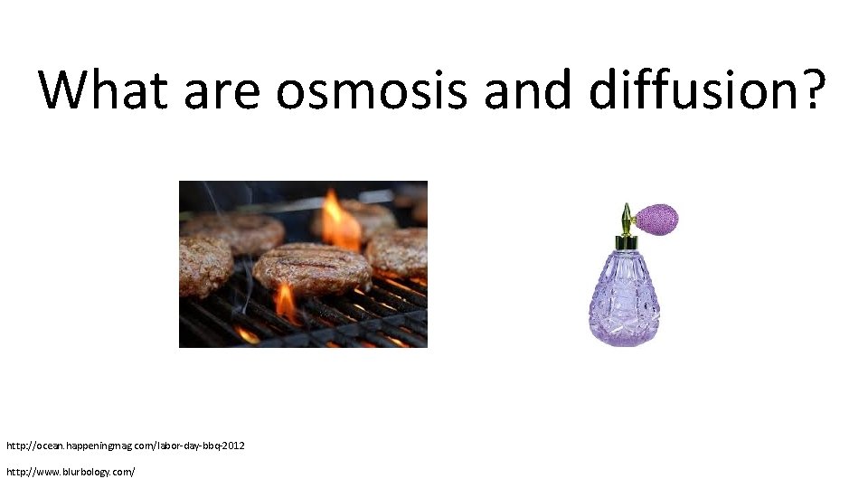 What are osmosis and diffusion http ocean happeningmag