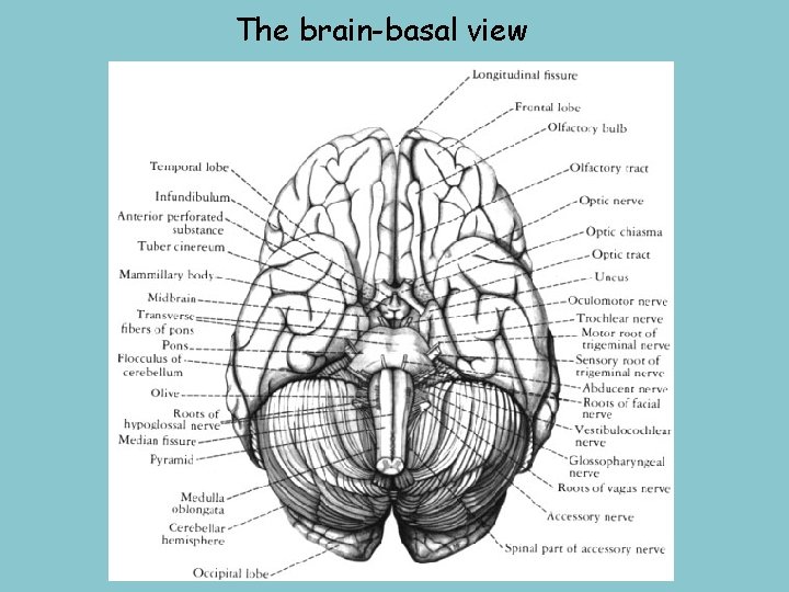 NERVOUS SYSTEM Anatomical and functional interacting structures able