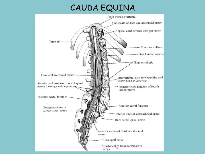 NERVOUS SYSTEM Anatomical and functional interacting structures able