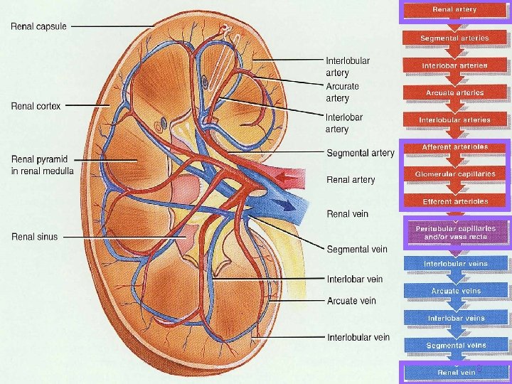 Chapter 26 The Urinary System n n n