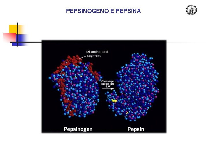 PRINCIPI NUTRITIVI METABOLISMO DEGLI AMMINOACIDI Nel corso della