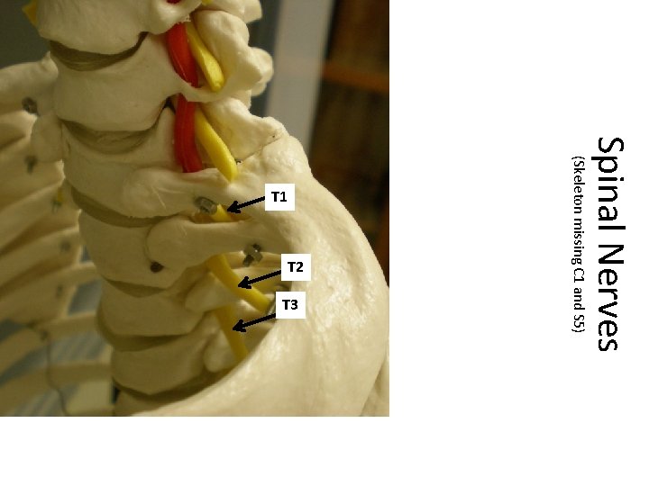 Nervous System Spinal Cord and Spinal Nerves Spinal