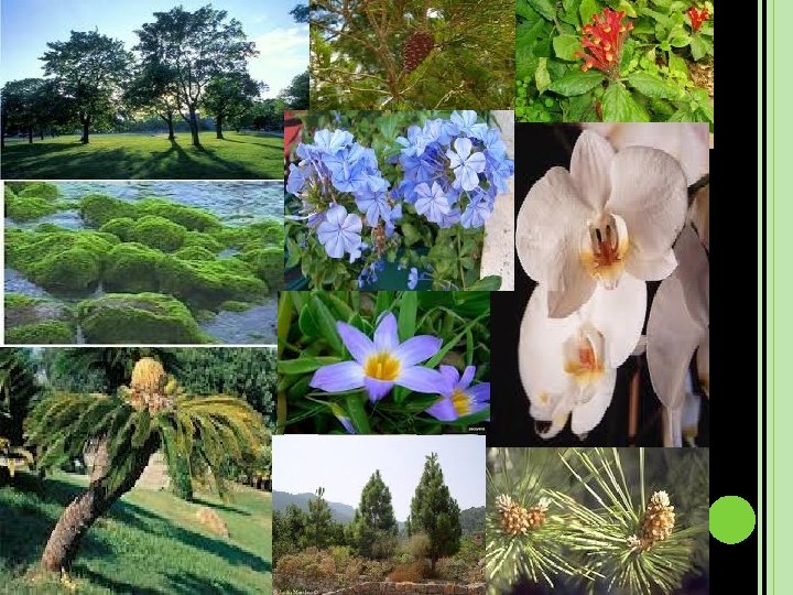 REINO VEGETAL El reino PLANTAE O VEGETAL abarca