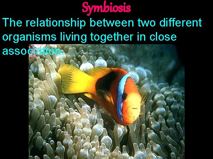 Symbiosis The relationship between two different organisms living