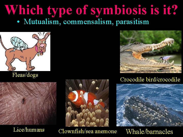 Symbiosis The relationship between two different organisms living