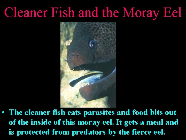 Symbiosis The relationship between two different organisms living