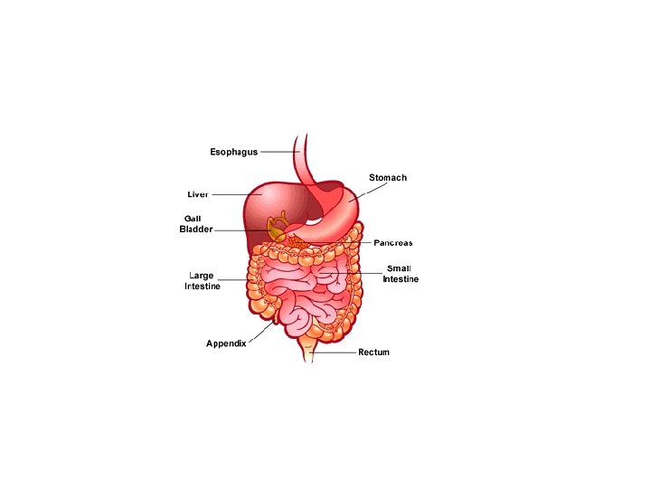 DIGESTIVE SYSTEM Peritoneum Membrane of the abdominal cavity