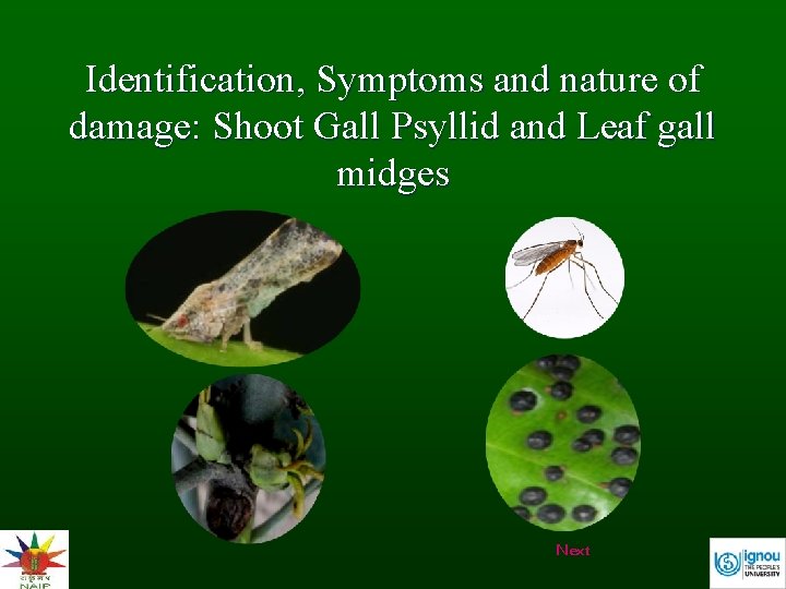 Identification Symptoms and nature of damage Shoot Gall