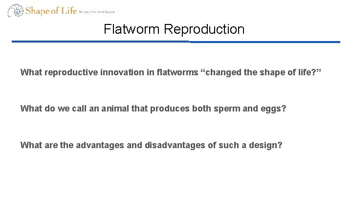 Flatworms the Ultimate Hunter The Body Plan That