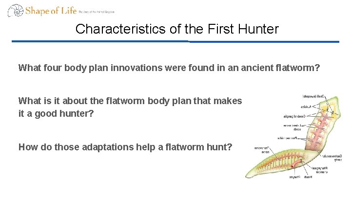 Flatworms the Ultimate Hunter The Body Plan That