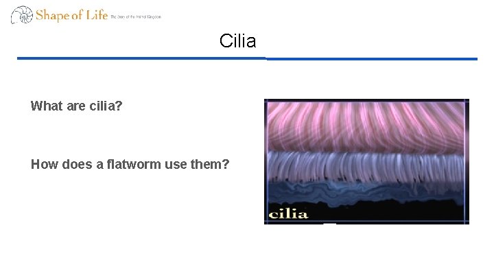 Flatworms the Ultimate Hunter The Body Plan That