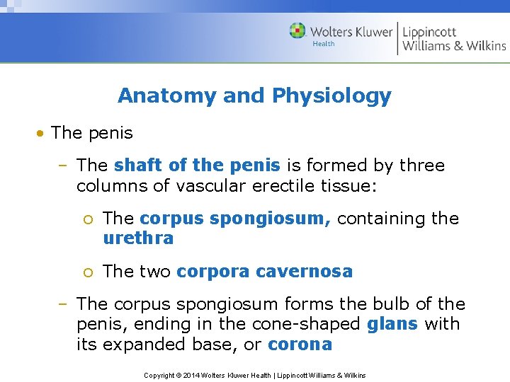 Chapter 13 Male Genitalia and Hernias Copyright 2014