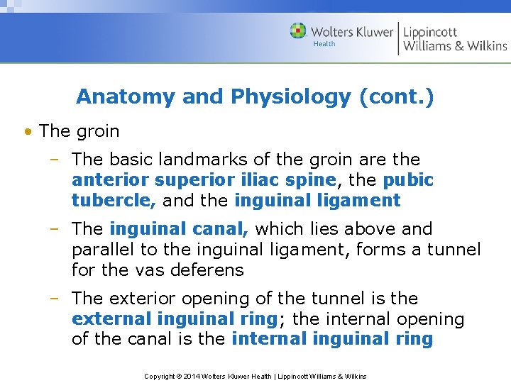 Chapter 13 Male Genitalia and Hernias Copyright 2014
