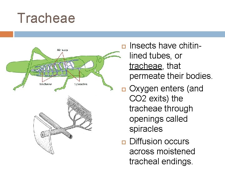 AP BIOLOGY ANIMAL FORM AND FUNCTION Respiratory System